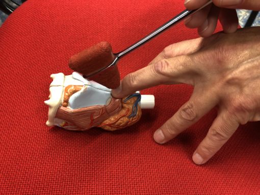 Osteovox | Formation ostéopathie