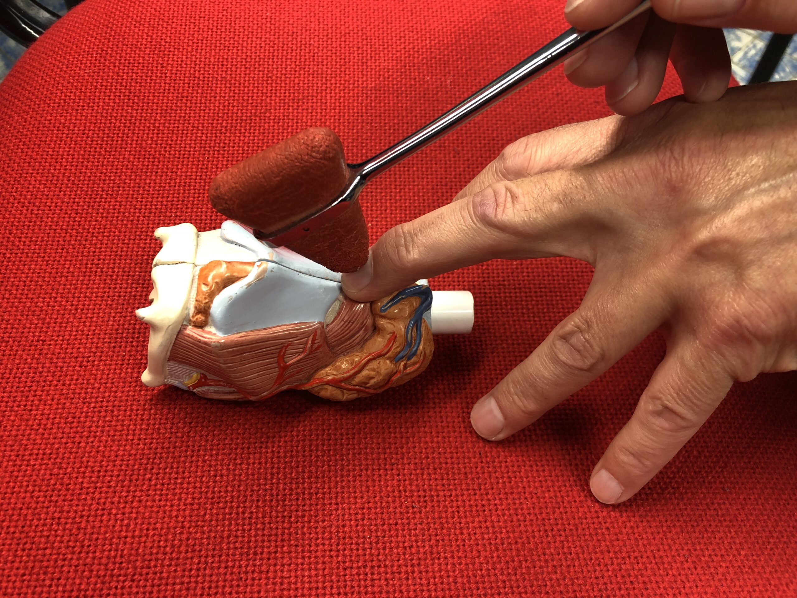 Osteovox | Formation ostéopathie