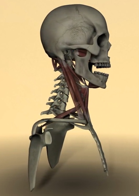 PIRON Alain & ROCH Jean-Blaise : Temporomandibular Dysfunction and ...