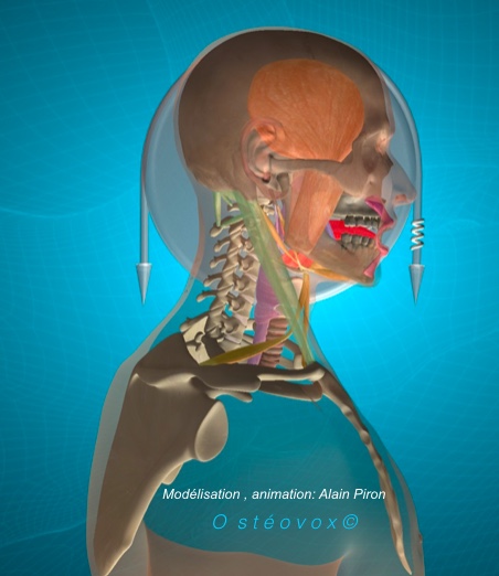 PIRON Alain : Complexe occiput-atlas-axis (O.A.A.) et gestion ...